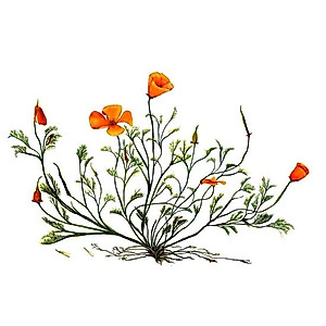 CafePress California Poppy Mugs Ceramic Coffee Mug, Tea Cup 11 oz