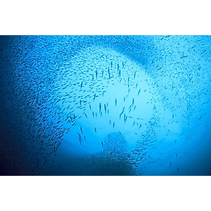 Season Sardines in Water – No Salt Added, Wild Caught, 22g of Protein, Keto Snacks, More Omega 3's Than Tuna, Kosher, High in Calcium, Canned Sardines – 4.37 Oz Tins, 12-Pack