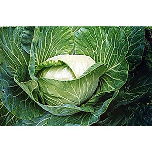 Golden Acre Cabbage Seeds for Planting, 500+ Heirloom Seeds Per Packet, (Isla's Garden Seeds), Non GMO Seeds, Botanical Name: Brassica oleracea