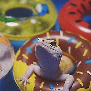 Bearded Dragon Swimming Pool with Inflatable Float Set - Foldable Collapsible Bathing Cooling Pool Bath Tub Reptile Collar Ring for Lizard Amphibians Grooming Health Supplies (30x10cm(11.8''x3.9''))