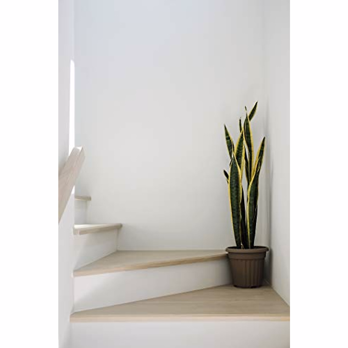 Live Snake Plant, Sansevieria trifasciata Laurentii, Fully Rooted Indoor House Plant in Pot, Mother in Law Tongue Sansevieria Plant, Potted Succulent Plants, Sansevieria laurentii by Plants for Pets