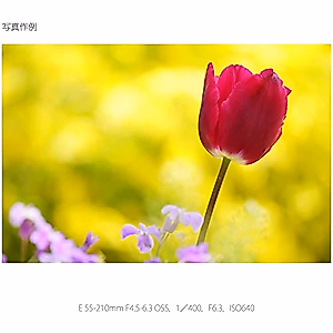 SONY E 55-210mm F4.5-6.3 Lens for SONY E-Mount Cameras (Black) (Renewed)