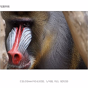 SONY E 55-210mm F4.5-6.3 Lens for SONY E-Mount Cameras (Black) (Renewed)