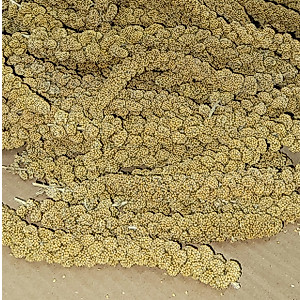 Penn Seed Spray Millet Heads (No Stems Only Edible Tops) 5 lbs.