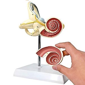 Inner Ear Model Labyrinth Model 2 Part 8X Cochlea Semicircular Canal & Vestibule Open Medical Anatomical Ear Internal Structure Model Human Organ Anatomical Model for Medical Study Display Teaching