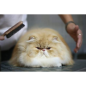 I LOVE MY PETS LLC Anti Itch for Cats - CAT Hair and Coat Health - Healthy Skin - Premium Quality Treats - cat Vitamin b Supplement - 3 Bottles (180 Tablets)