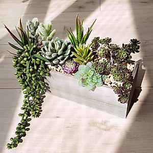 Supla Artificial Potted Succulents Plants Arrangement Fake Succulent Plants in Rectangular Wooden Pot Arrangement for Table Centerpiece Windowsill Greenery Decor