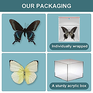 Pokiphip 12 Pcs Taxidermy Butterfly, Real Butterfly Taxidermy Natural Unmounted Butterfly Specimen, Exquisite Collection of Real Butterflies for Home Decor and Crafts