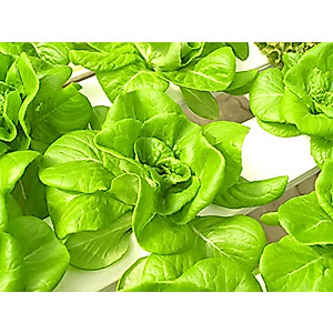 500 Buttercrunch Lettuce Seeds for Planting - Heirloom Non-GMO Vegetable Seeds for Planting - Hydroponics - Microgreens - AKA Butterhead Lettuce, Boston Lettuce, Bibb Lettuce Lactuca Sativa