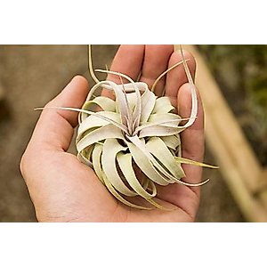 Air Plant Xerographica Mini 3-4" / Real Plant/Ships from California/Low Maintenance
