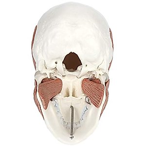 Axis Scientific 3-Part Human Skull Model with Masticatory Muscles, Life Size Skull Cast from Real Human Bones Shows Range of Motion of Jaw