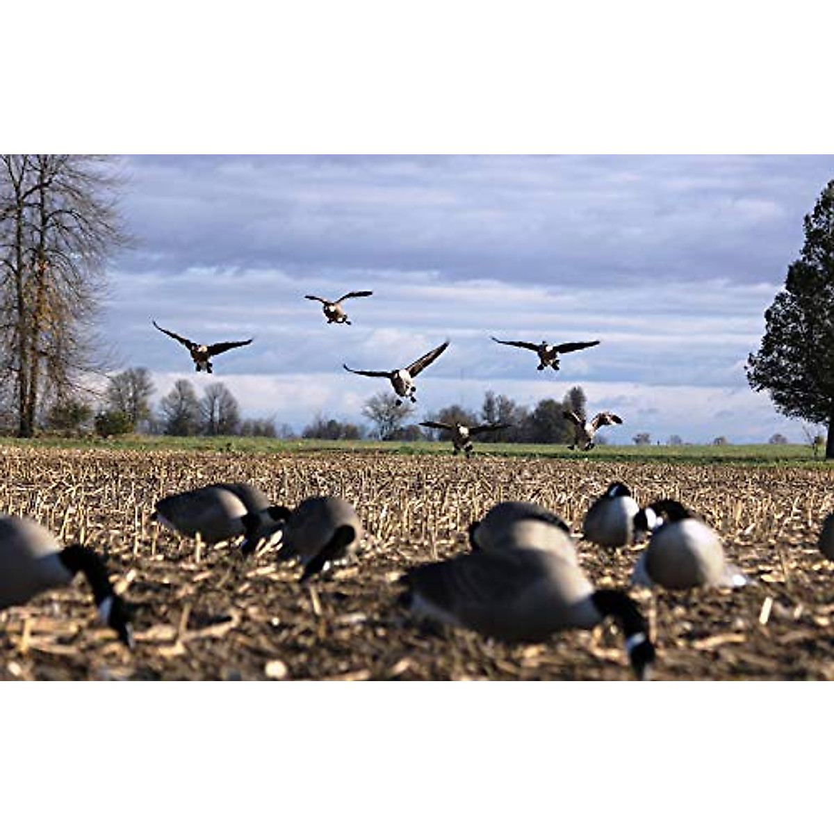 Flambeau Outdoors 8990FBU Storm Front 2 Canada Goose Decoys, Full Body Flocked Heads - 6-Pack