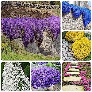 9000+ Mix Creeping Thyme Seeds for Planting Perennial Dwarf Ground Cover Plants Thymus Serpyllum Landscaping Flower Non-GMO Red, Blue, Purple, Green, Yellow, White