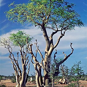 QAUZUY GARDEN 50 Moringa Plant Seeds Premium Horseradish Tree Miracle Tree Seeds - Fast-Growing & Drought Tolerant - Perennial Tropical Exotic Tree Seeds