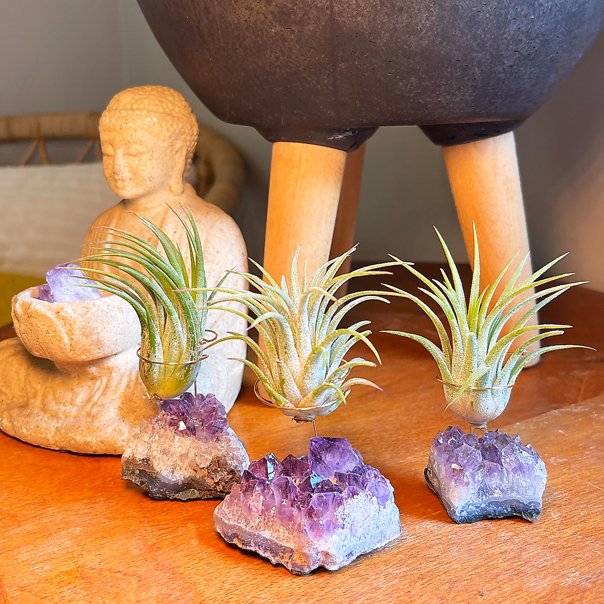 Set of 3 Small Amethyst Crystal Air Plant Holder Includes live Air Plant and Happy Birthday to You Gift Box
