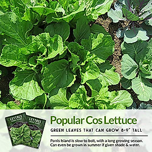 Survival Garden Seeds - Parris Island Cos Lettuce Seed for Planting - Packet with Instructions to Plant and Grow Romaine Style Head Lettuce in Your Home Vegetable Garden - Non-GMO Heirloom Variety