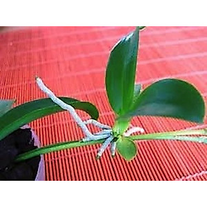 Keiki Power Pro Orchid Plant Cloning Paste