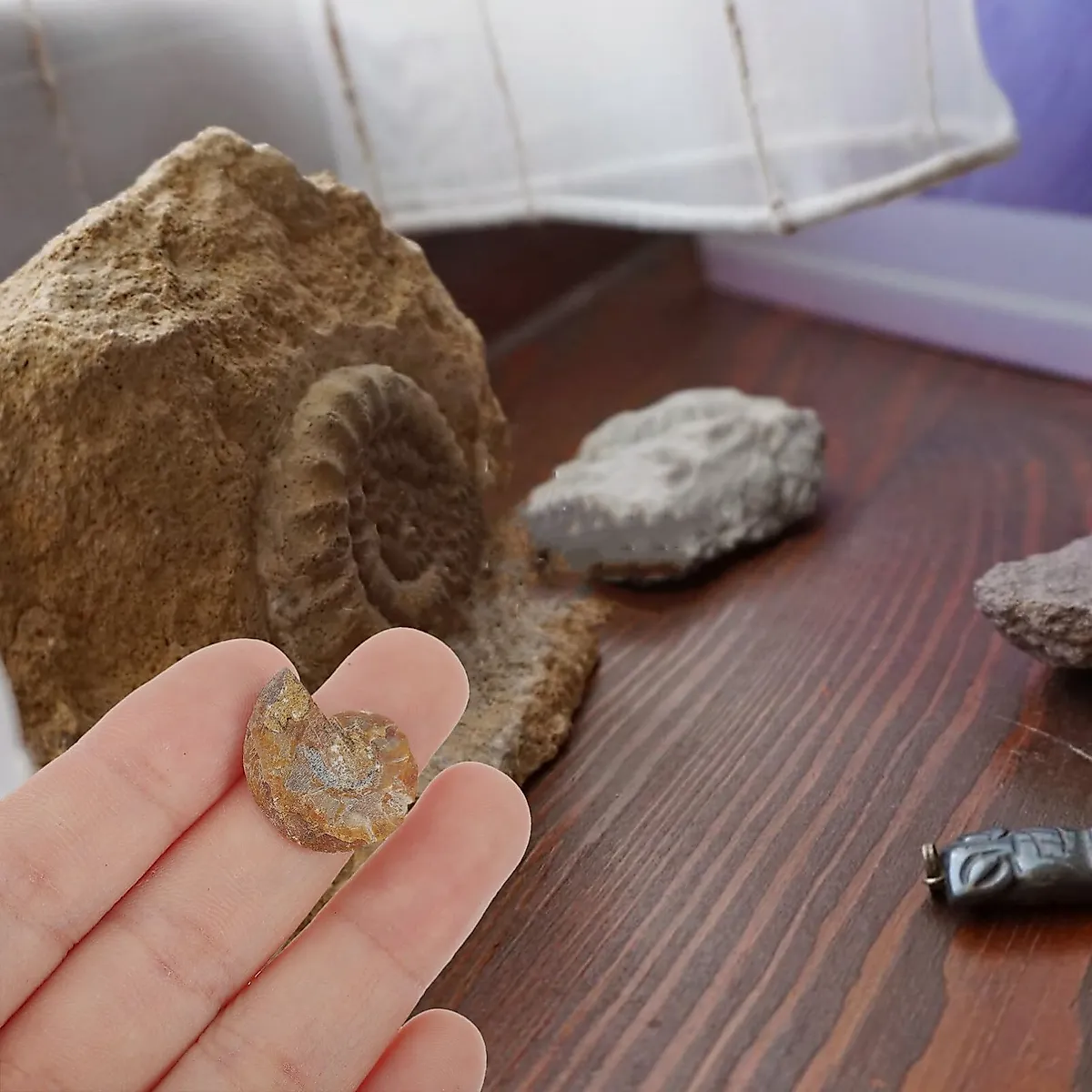 iplusmile 2pcs Animal Fossil Collection Paleontology Fossil Sample Science Specimen Snails Ammonite Fossil Ornaments for Biological Science Educational Teaching Props