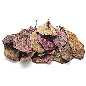 Aquatic Arts 10 Giant Catappa Indian Almond Leaves (4.5-6+ inches) - Dried/Prepared for Aquarium Use - for Live Freshwater Shrimp, Snails, Fish (Betta, Otocinclus) Tank Health
