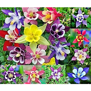 200+ Columbine McKana Giants Flower Seeds, Perennial, Aquilegia caerulea, Colorful, Attracts Bees and Hummingbirds! from USA