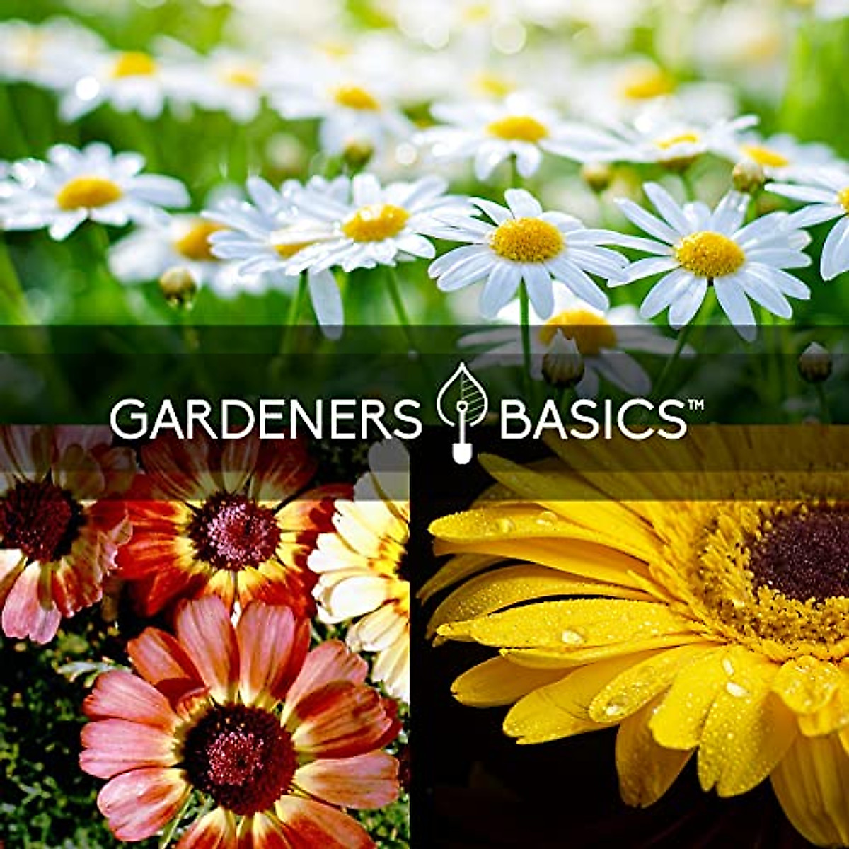 Daisy Seeds for Planting Outdoors Flower Seeds (3 Variety Pack) Alaska Shasta Daisy, Painted Daisy, Yellow Daisy Varieties for Butterflies, Bees, Pollinators Wildflower Seed by Gardeners Basics
