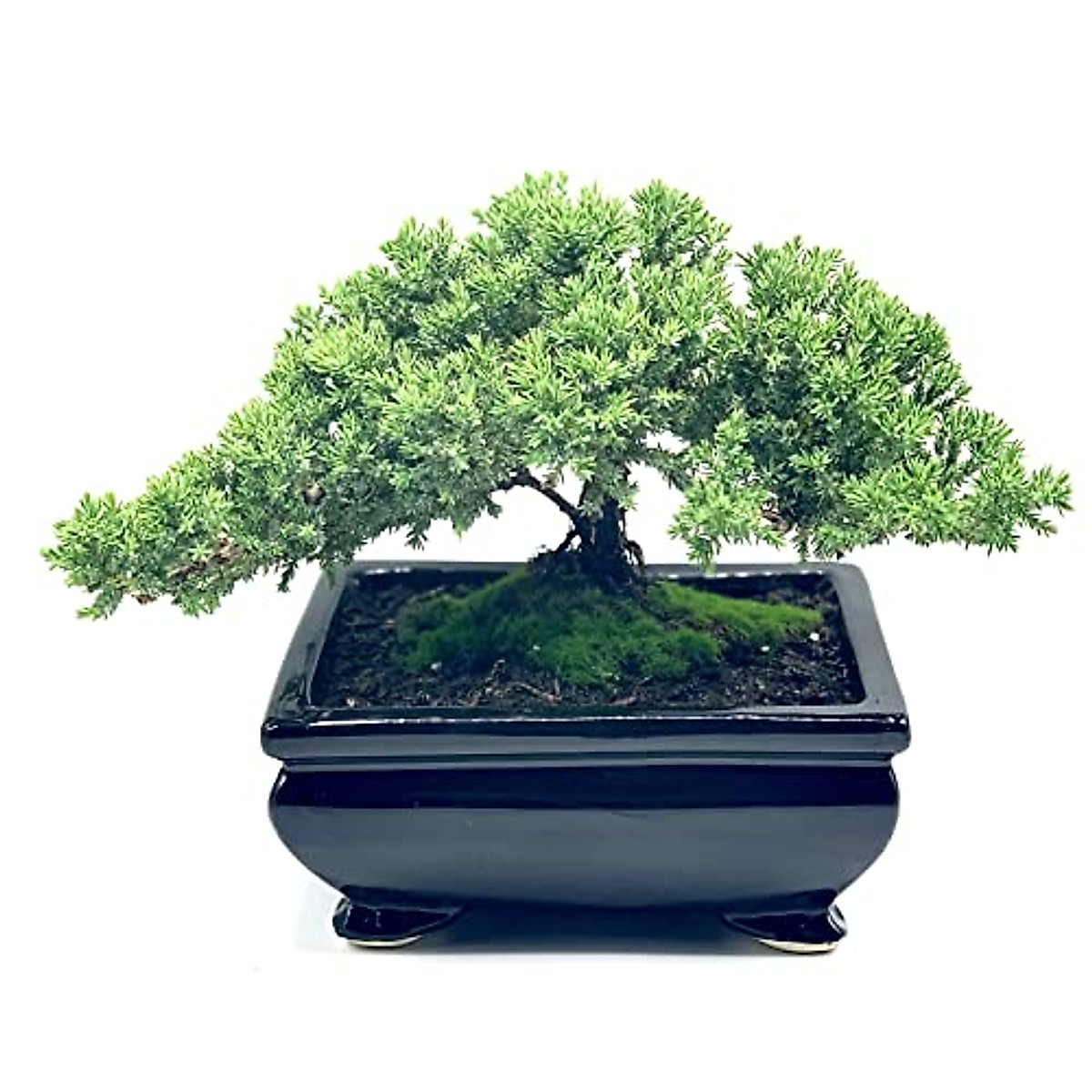 Live Dwarf Juniper Bonsai Tree | Indoor/Outdoor | 100% Handcrafted| Home and Office Décor | Best Gift for Holiday (L)