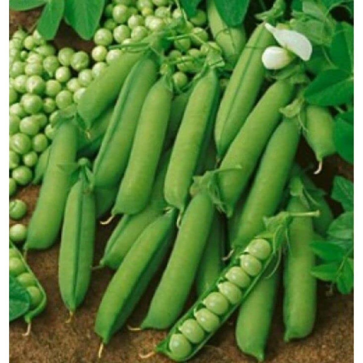120 Early Alaska Pea Seeds for Planting Heirloom Non GMO 1 Ounce of Seeds Garden Vegetable Bulk Survival