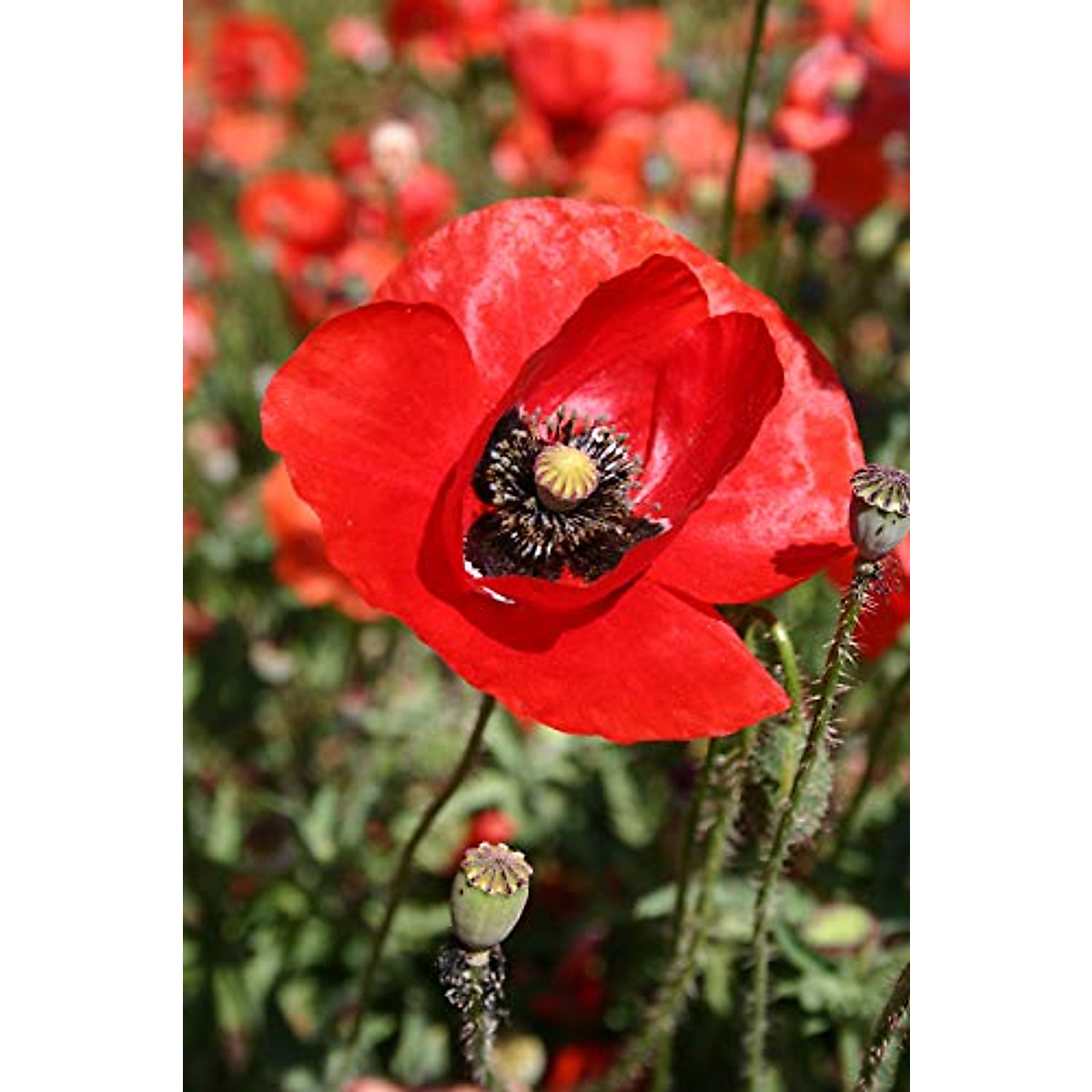 Red American Legion Poppy Seeds, 3000 Heirloom Flower Seeds Per Packet, (Isla's Garden Seeds), Non GMO Seeds, Scientific Name: Papaver rhoeas