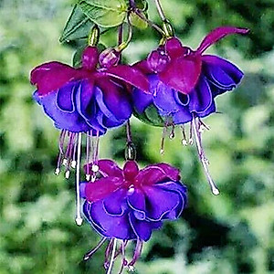 QAUZUY GARDEN 100 Fresh Seeds Double Blue Petals Fuchsia Seeds Perennial Potted Hanging Flowers for Home Plant Bonsai Easy to Grow Attract Hummingbirds