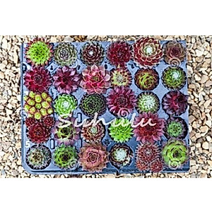 200 pcs Hens And Chicks Succulent Mix Seeds (Sempervivum Hybridum) Bonsai Plant