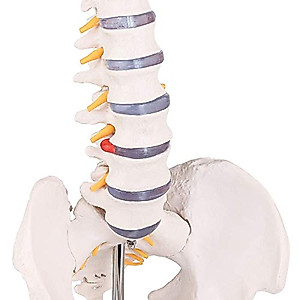 LYOU Flexible Spine Model, 34'' Life Size Spine Anatomical Model with Vertebrae, Nerves, Arteries, Lumbar Column and Male Pelvis, Colorful Poster Include