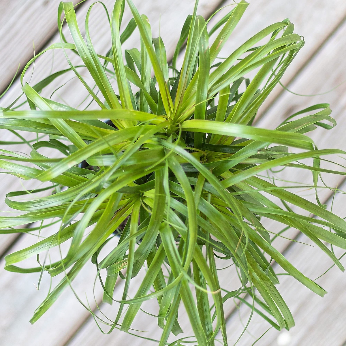 United Nursery Ponytail Palm Live Bonsai Plant, Elephants Foot Indoor Outdoor Easy Care, Low Maintenance House Plant in 6 inch White Décor Pot, Fresh from Our Farm