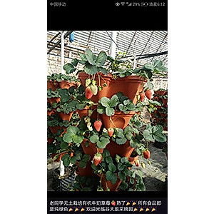 Mr. Stacky 5-Tier Strawberry Planter Pot, 5 Pots