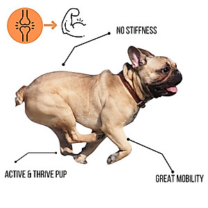 Natural Organic Hip and Joints Supplement Powder for Dogs, Fight Arthritis Pain, Support Mobility,Anti Inflammation Property of Turmeric, Glucosamine, MSM, Chondroitin, Ginger, Green Lipped Mussel