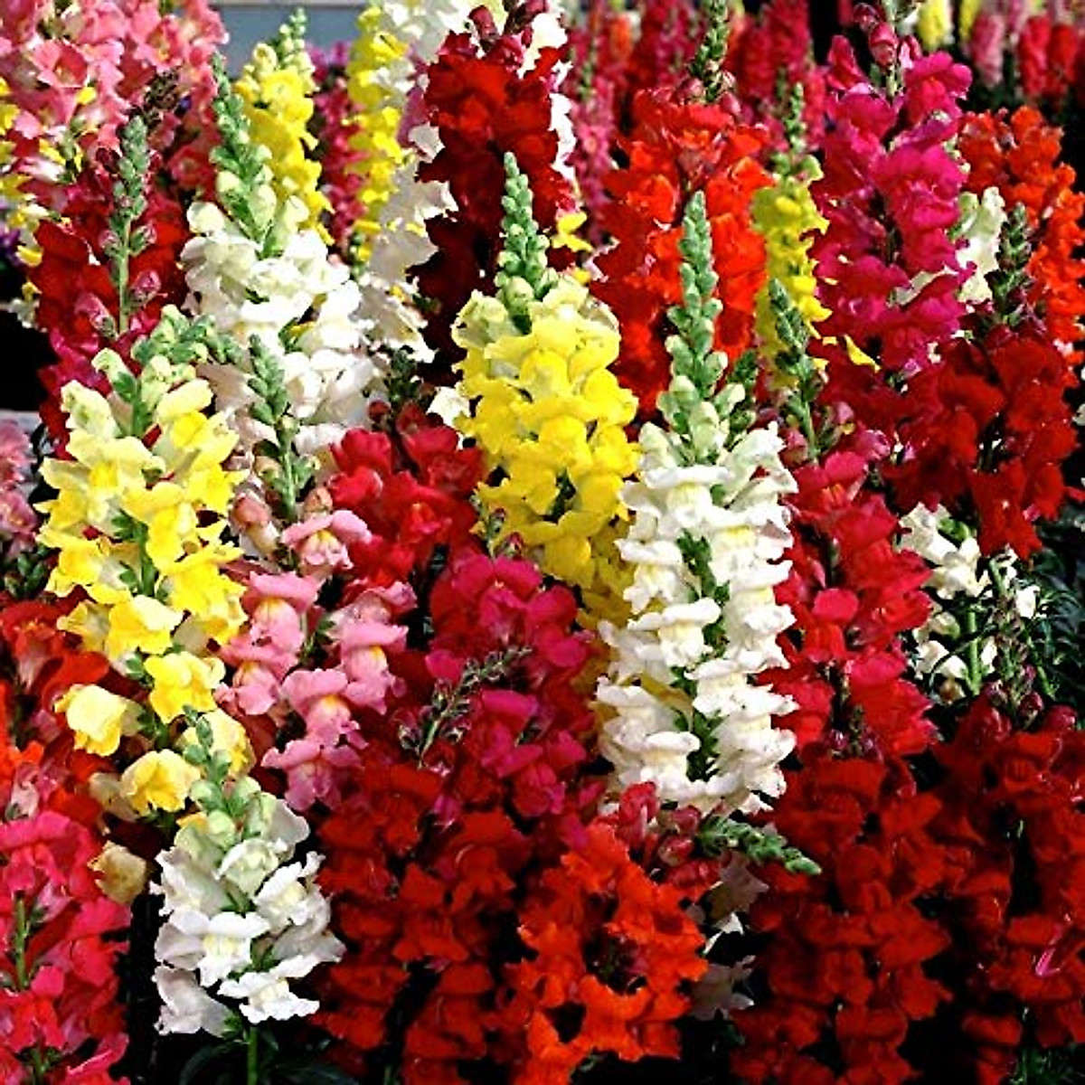 Multicolor Tall Snapdragon Seed Mix 1000+ Seeds for Planting Non-GMO