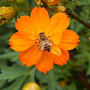 Pon Lee Brazil Green Bee Propolis Liquid Extract No Alcohol 30ML 1 Pack