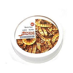 ELDETU Reptile Food Water Dish Worm Bowl Mealworm Feed Feeder Mini Reptile Food Bowl Ceramics Made (S)