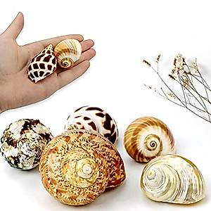 CZWESTC 5 Pcs Natural Hermit Crab Shells Large, Sea Turbo Shells, Hermit Crab Houses, Ornaments Decoration for Fish Tank Aquarium (2 inch to 2.5 inch)