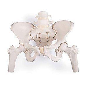 3B Scientific GmbH 1019865Flexible Female Pelvis with Movable Femur Heads - Life Size, Bone