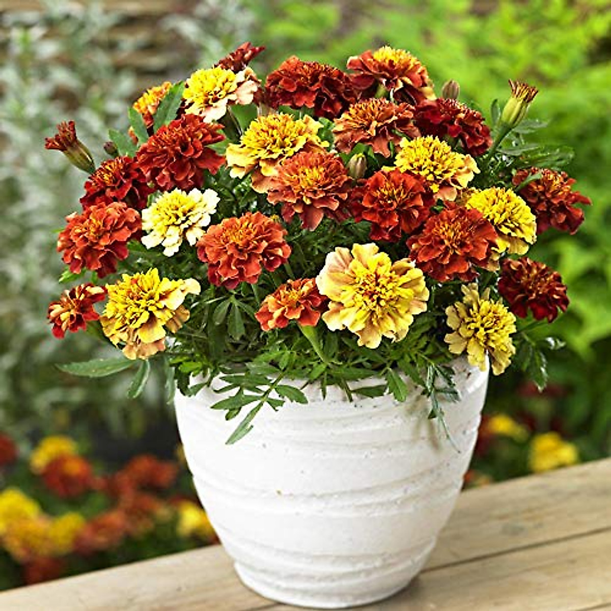 Outsidepride Tagetes Patula French Marigold Strawberry Blonde Garden Flowers for Pots, Containers, Window Boxes - 200 Seeds