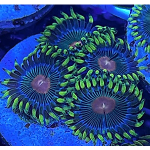 coralSLover Live Saltwater Coral Frag - Reverse Blue Eyed Blondie Zoanthids (5 Heads) Green Orange