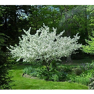 Sargent Crabapple Tree/Shrub - Live Plant - 12-18" Tall - Quart Pot - Malus sargentii