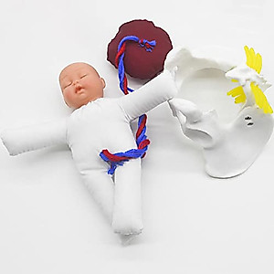 AMLESO Human Female Pelvis Model Childbirth, Mini Female Pelvis