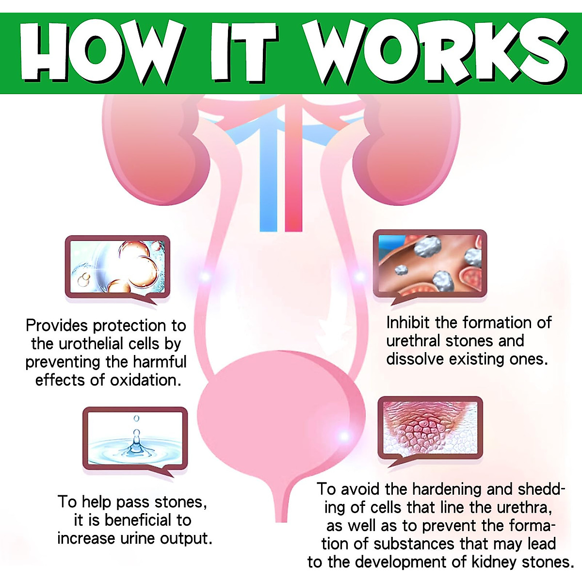 Urinary Tract Infection Treatment for Dogs, Natural Herb Supplement UTI Care Drops, Cranberry Kidney Stones Bladder Support, Keep Pet Dogs Renal Healthier, Bacon Flavor, 60ml