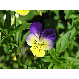 100 JOHNNY JUMP UP Violet Viola Tricolor Flower Seeds