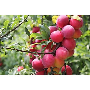 Plum Fruit Tree Seeds for Planting - 10 Seeds of Prunus americana- Made in USA, Ships from Iowa - Popular Outdoor Tree or Bonsai