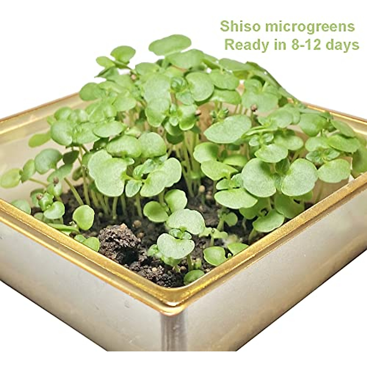 For 2024! 200 Perilla Seeds,Non GMO Seeds for Sprouting, Heirloom Vegetable Seeds for Planting. Great Hydroponic Seeds for Pods(Egoma/Sesami Herb Seeds #2,Perilla 紫苏,Green-1g,200 Seeds)