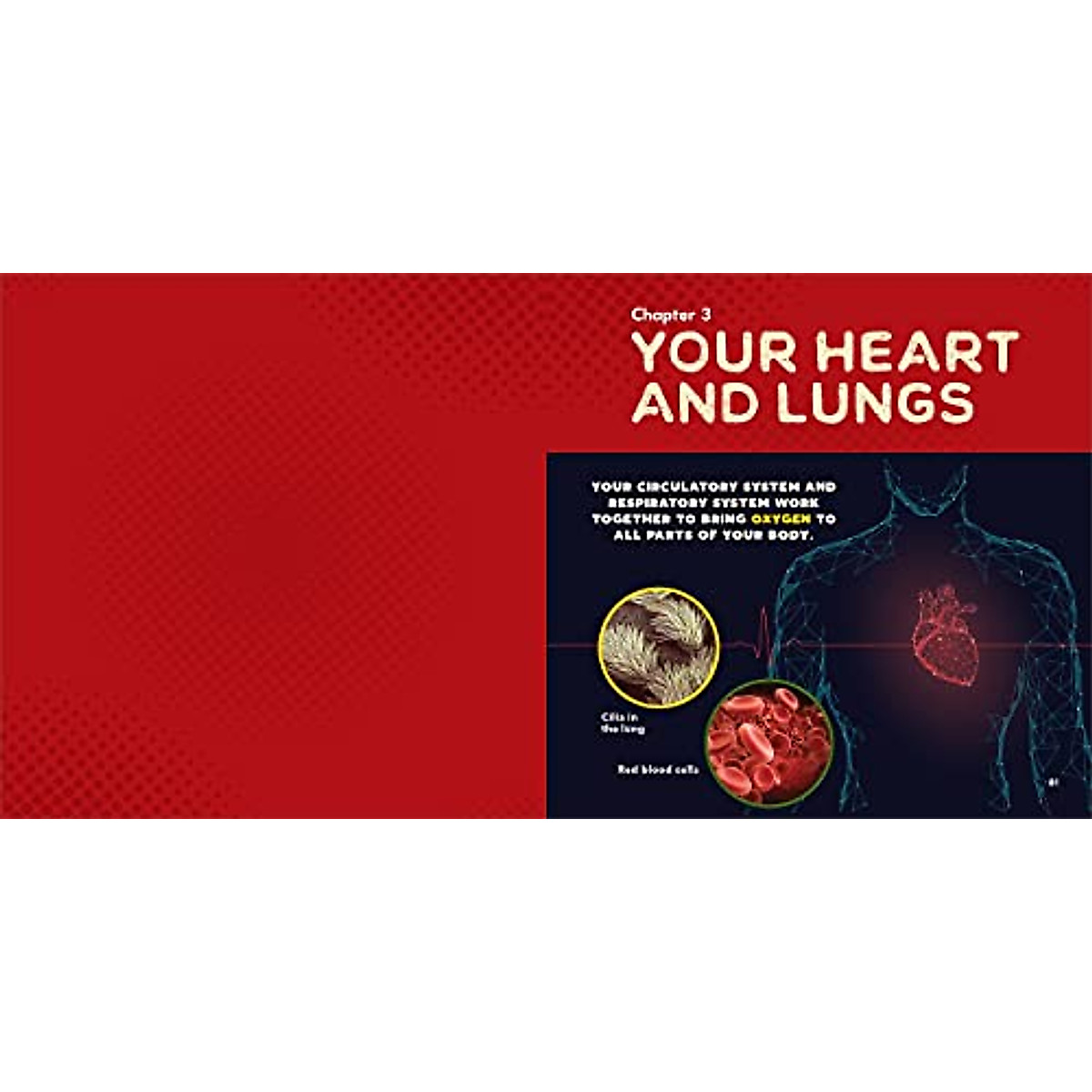 The Fascinating Human Body Book for Kids: 500 Phenomenal Facts! (Fascinating Facts)