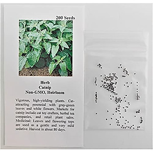 David's Garden Seeds Herb Catnip 9164 (Green) 200 Non-GMO, Heirloom Seeds