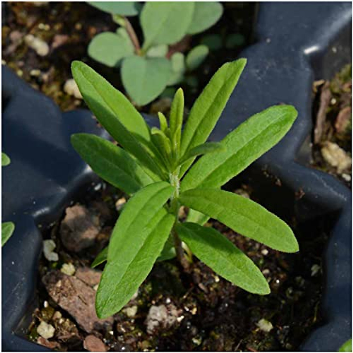 Seed Needs, Butterfly Milkweed Seeds for Planting (Asclepias tuberosa) Heirloom, Open Pollinated & Untreated, Attracts Monarch Monarchs (2 Packs)